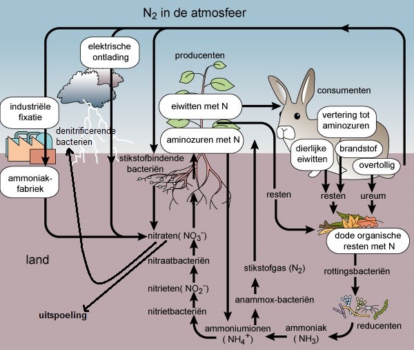 Stikstofkringloop | Bolte Vriezenveen